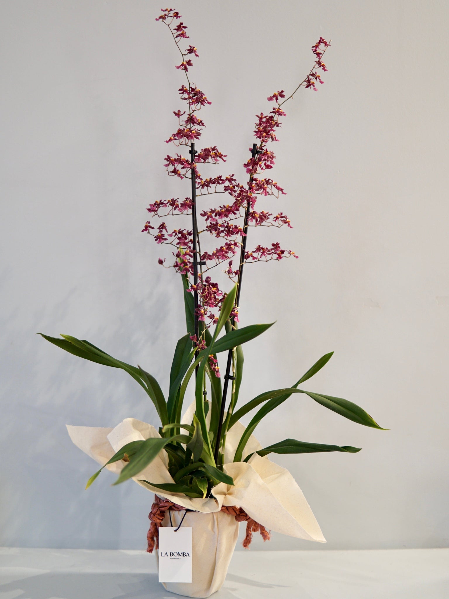 Oncidium Orchid (Purple) – La Bomba Floristry